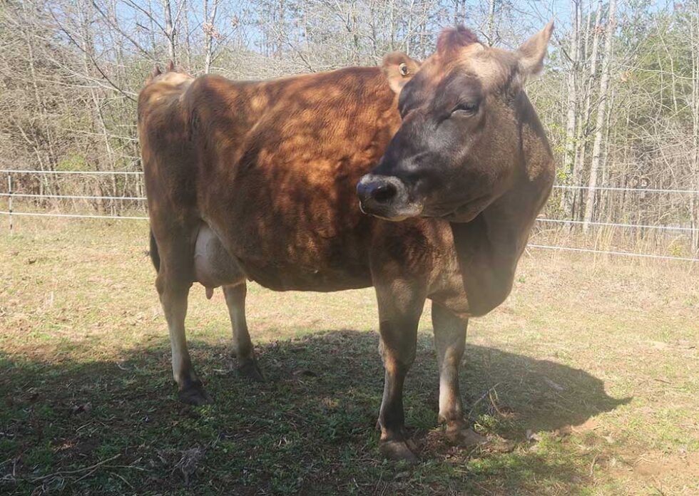 Rosie Birthed a Stillborn Calf - Magnalia Homestead Foundation