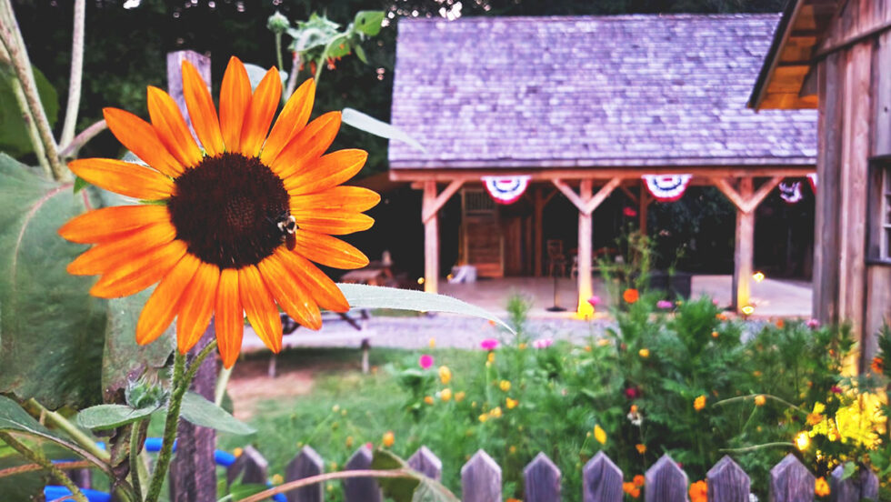 Happy National Sunflower Day - Magnalia Homestead Foundation
